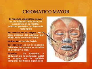 Músculos de la Cara | PPTX