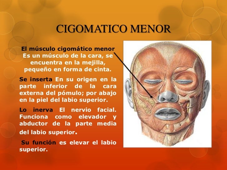 Músculos de la Cara