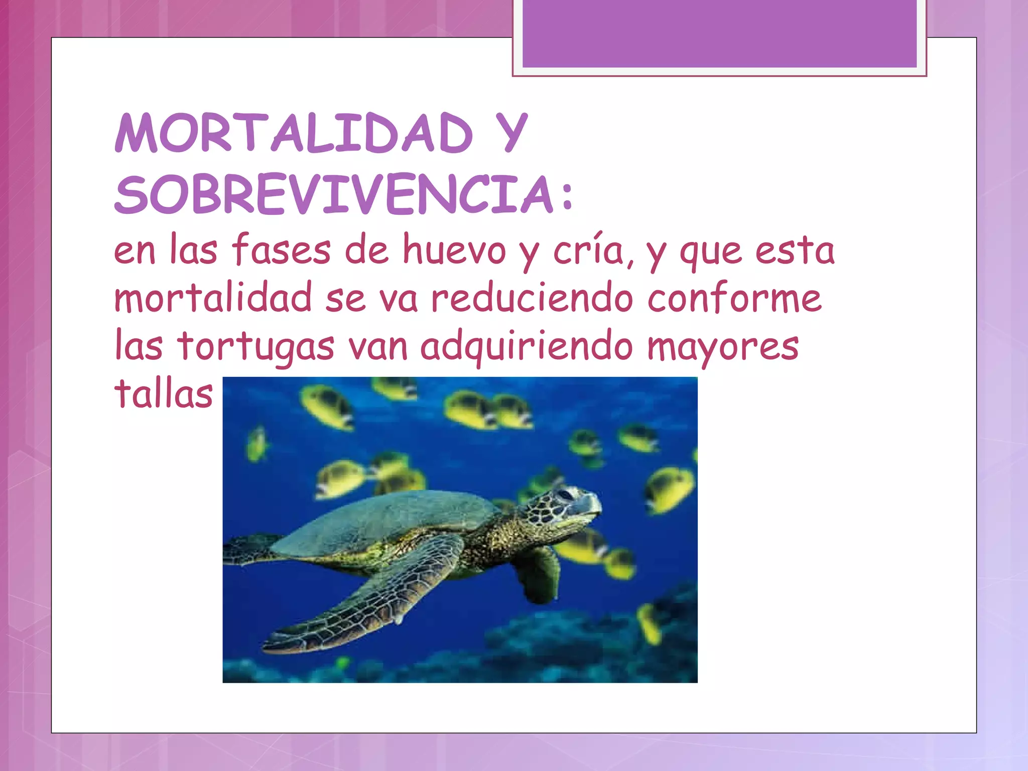 Diapositivas tortuga | PPT