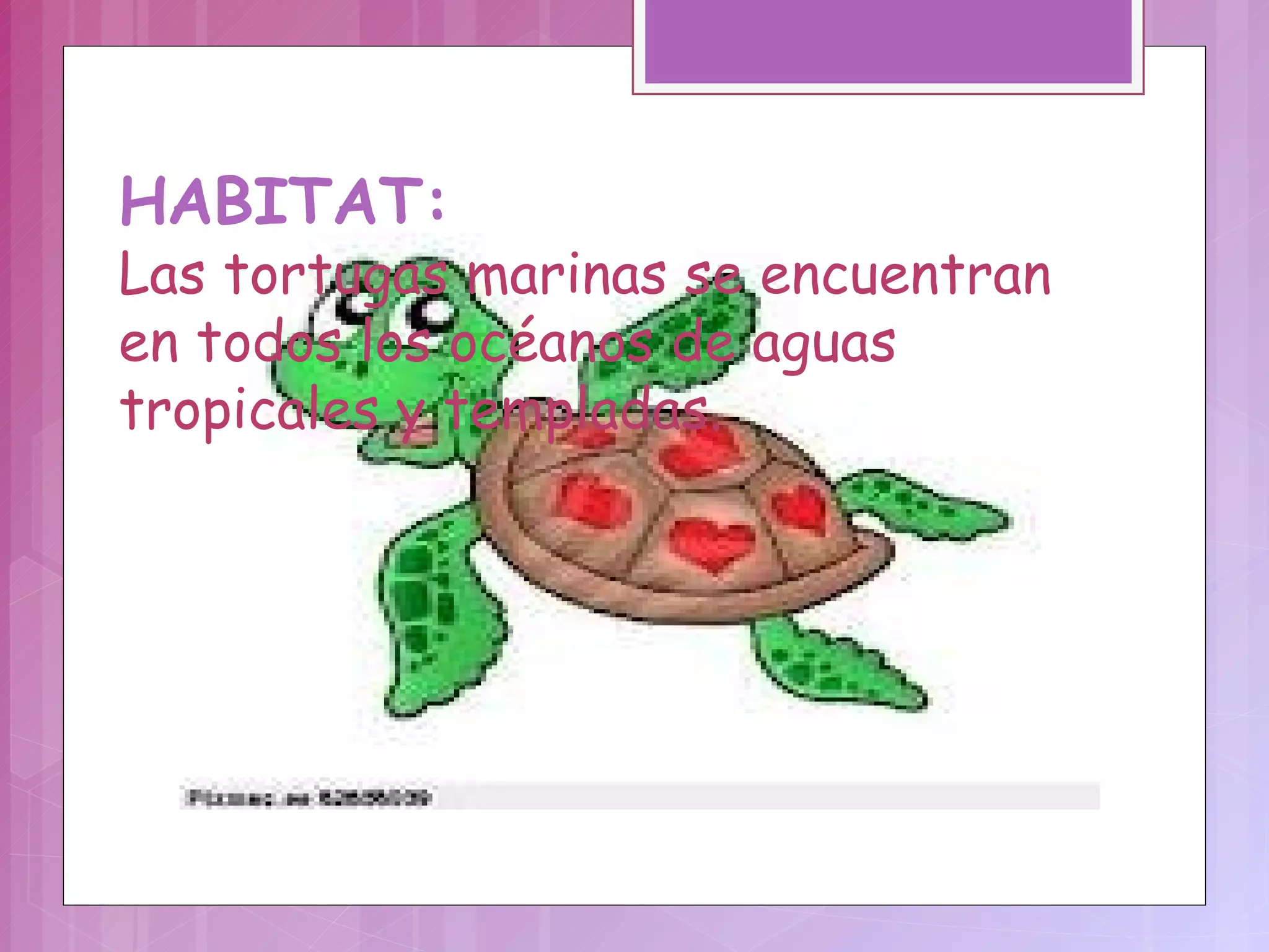 Diapositivas tortuga | PPT