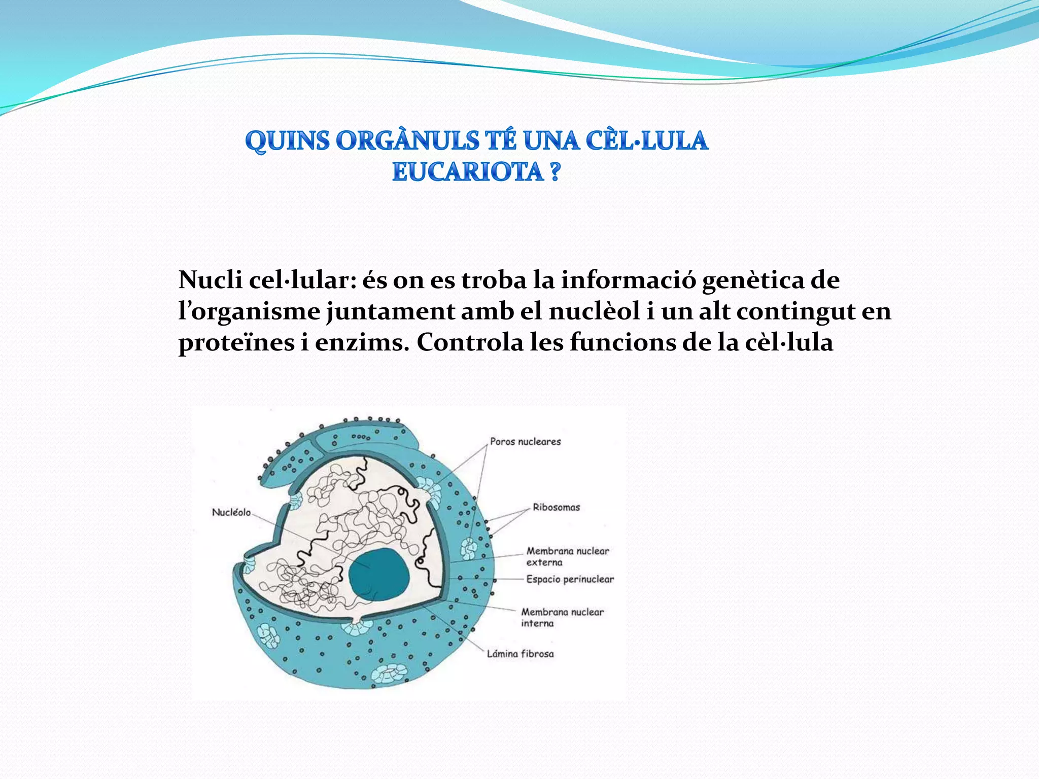 Diapositives (12) organització del cos humà | PPT
