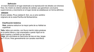 Instalación y producción de Pino en vivero.pptx