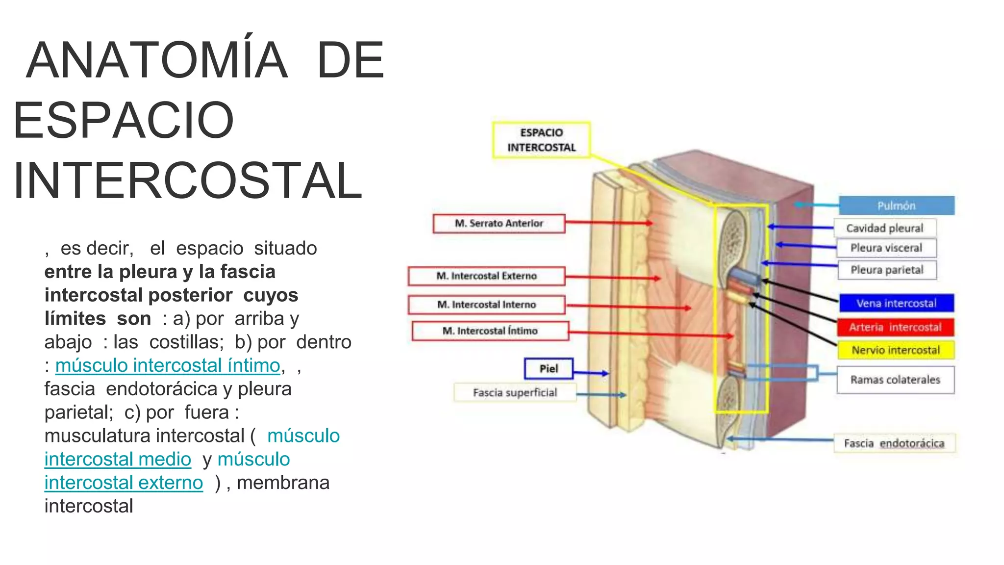 ANATOMIA DE ESPACIO INTERCOSTAL Y MEDICIÓN DE PULSO ARTERIAL | PPTX