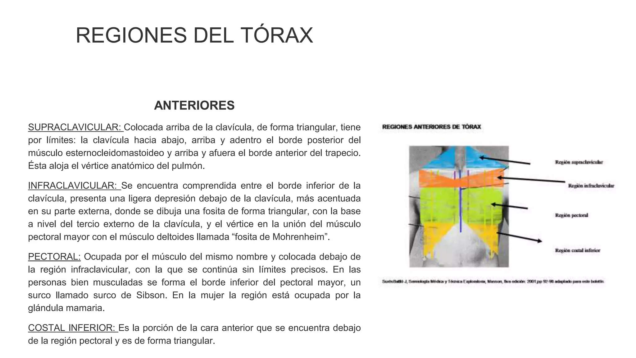 ANATOMIA DE ESPACIO INTERCOSTAL Y MEDICIÓN DE PULSO ARTERIAL | PPTX ...