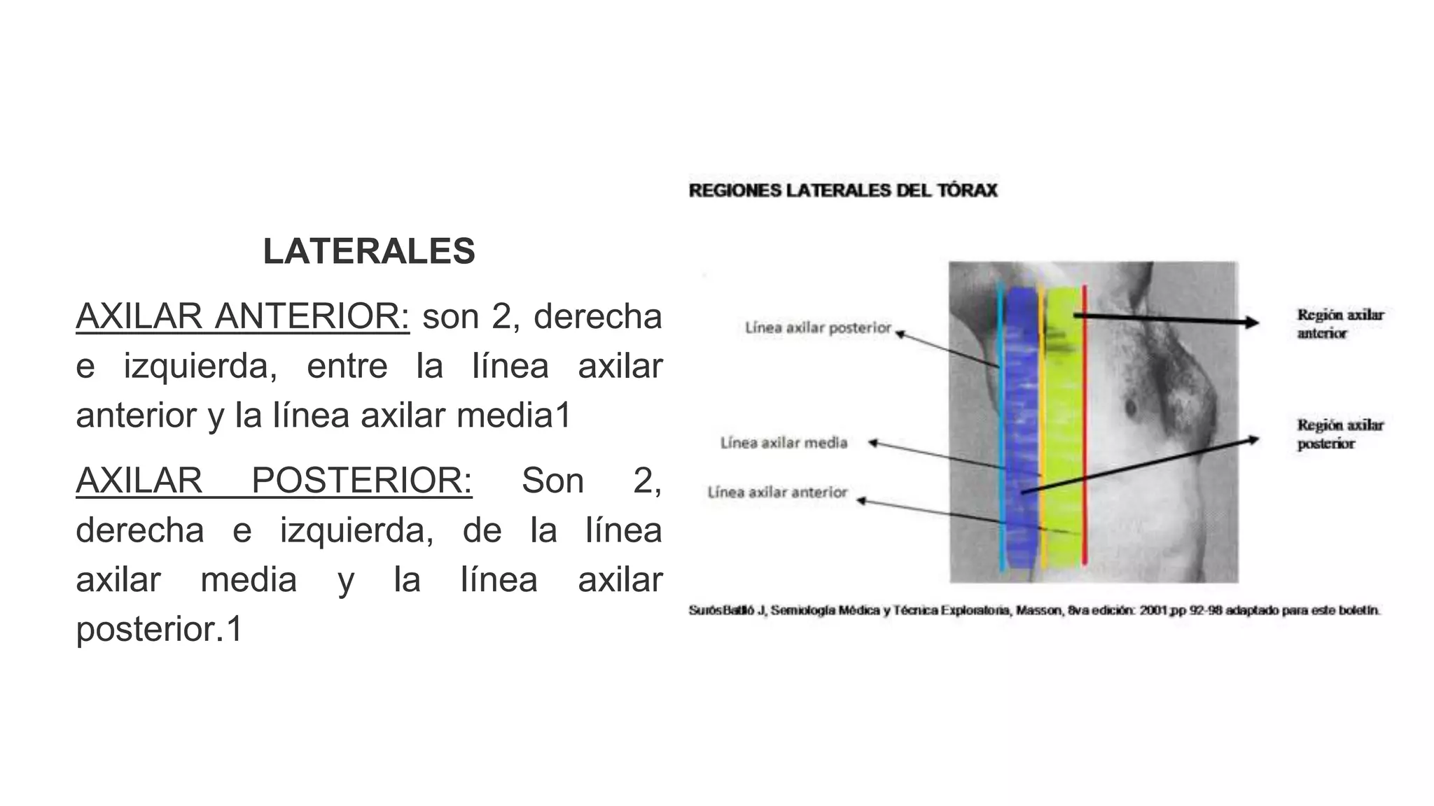 ANATOMIA DE ESPACIO INTERCOSTAL Y MEDICIÓN DE PULSO ARTERIAL | PPTX ...