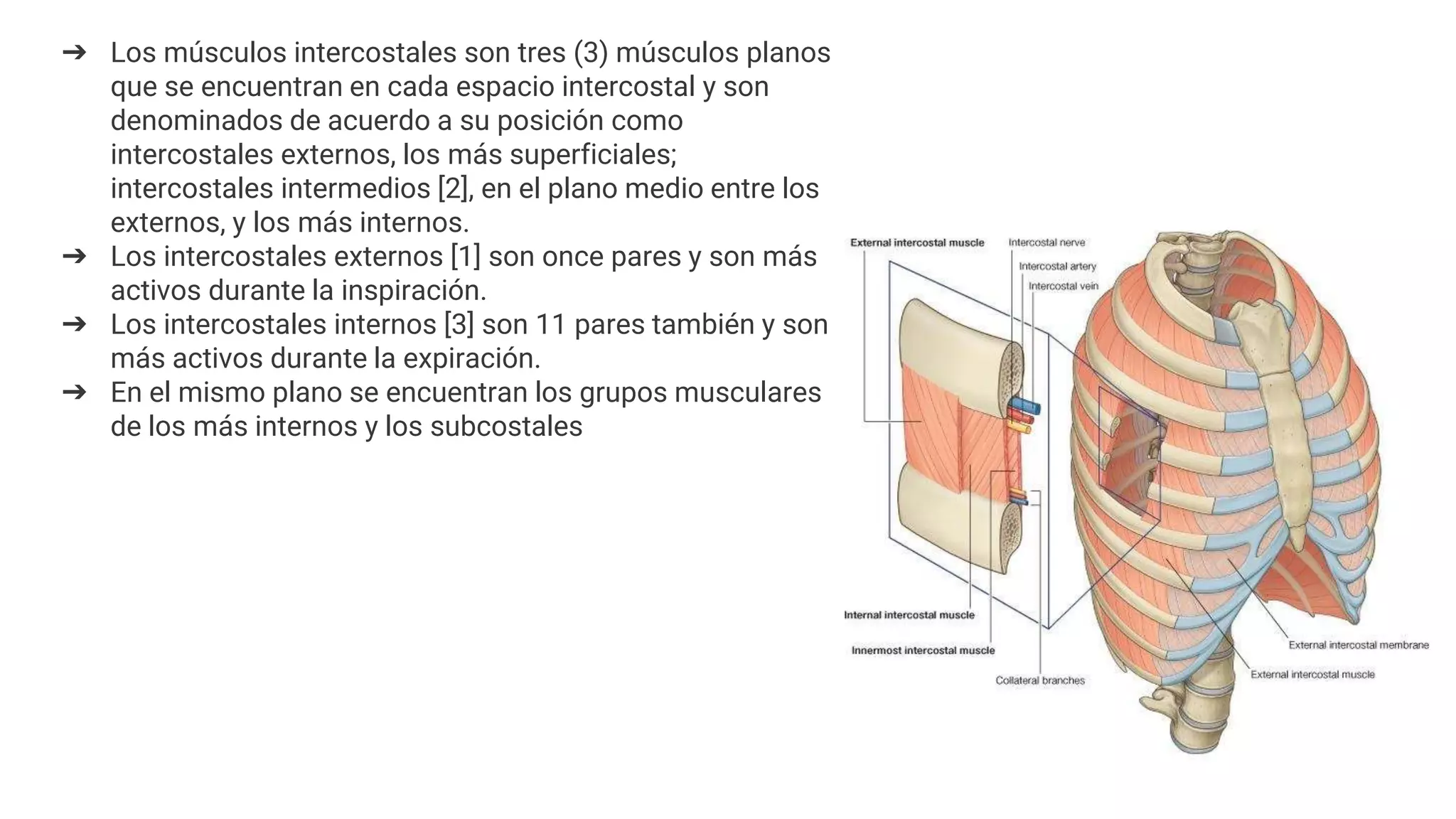 ANATOMIA DE ESPACIO INTERCOSTAL Y MEDICIÓN DE PULSO ARTERIAL | PPTX ...