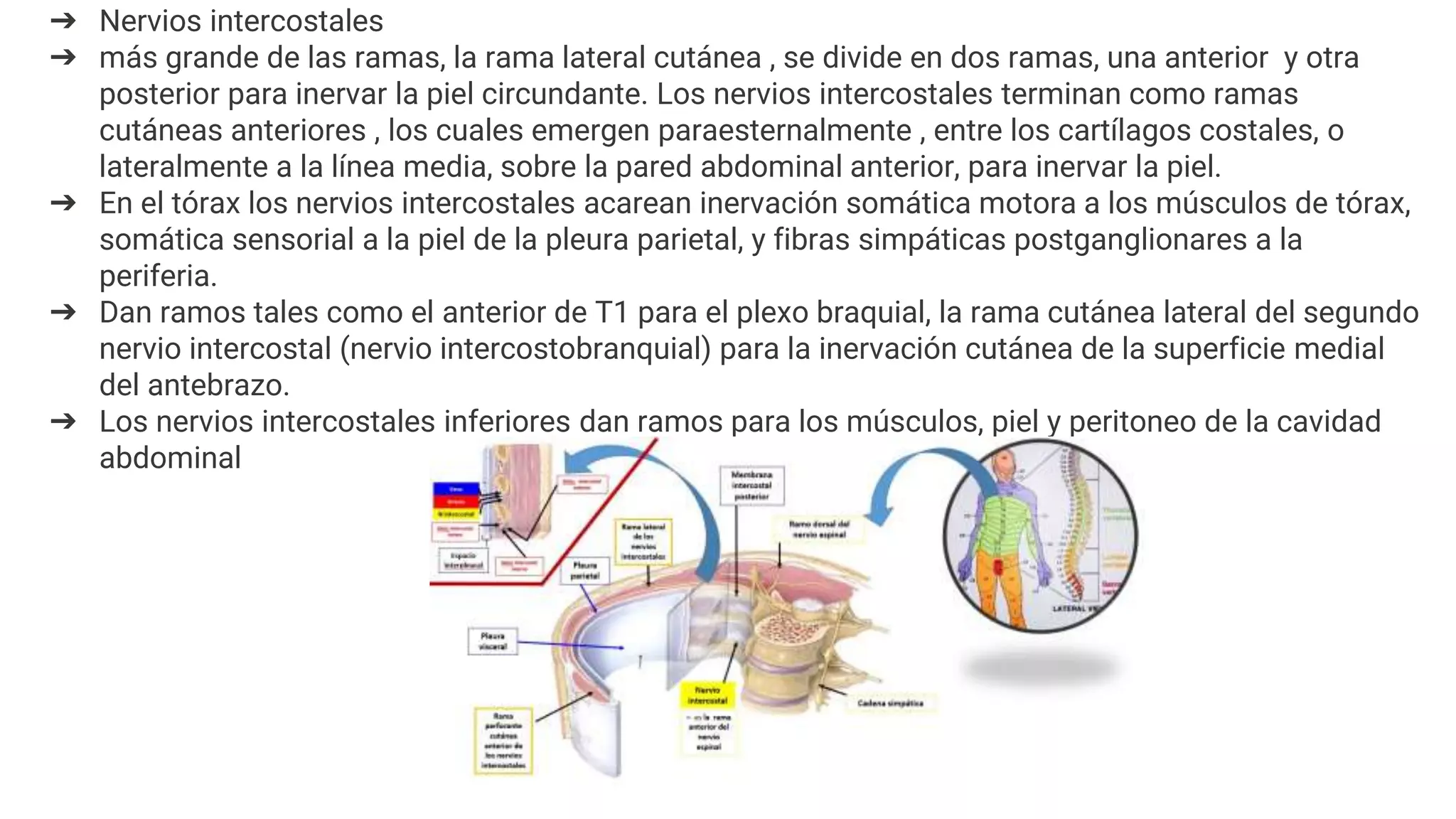 ANATOMIA DE ESPACIO INTERCOSTAL Y MEDICIÓN DE PULSO ARTERIAL | PPTX ...