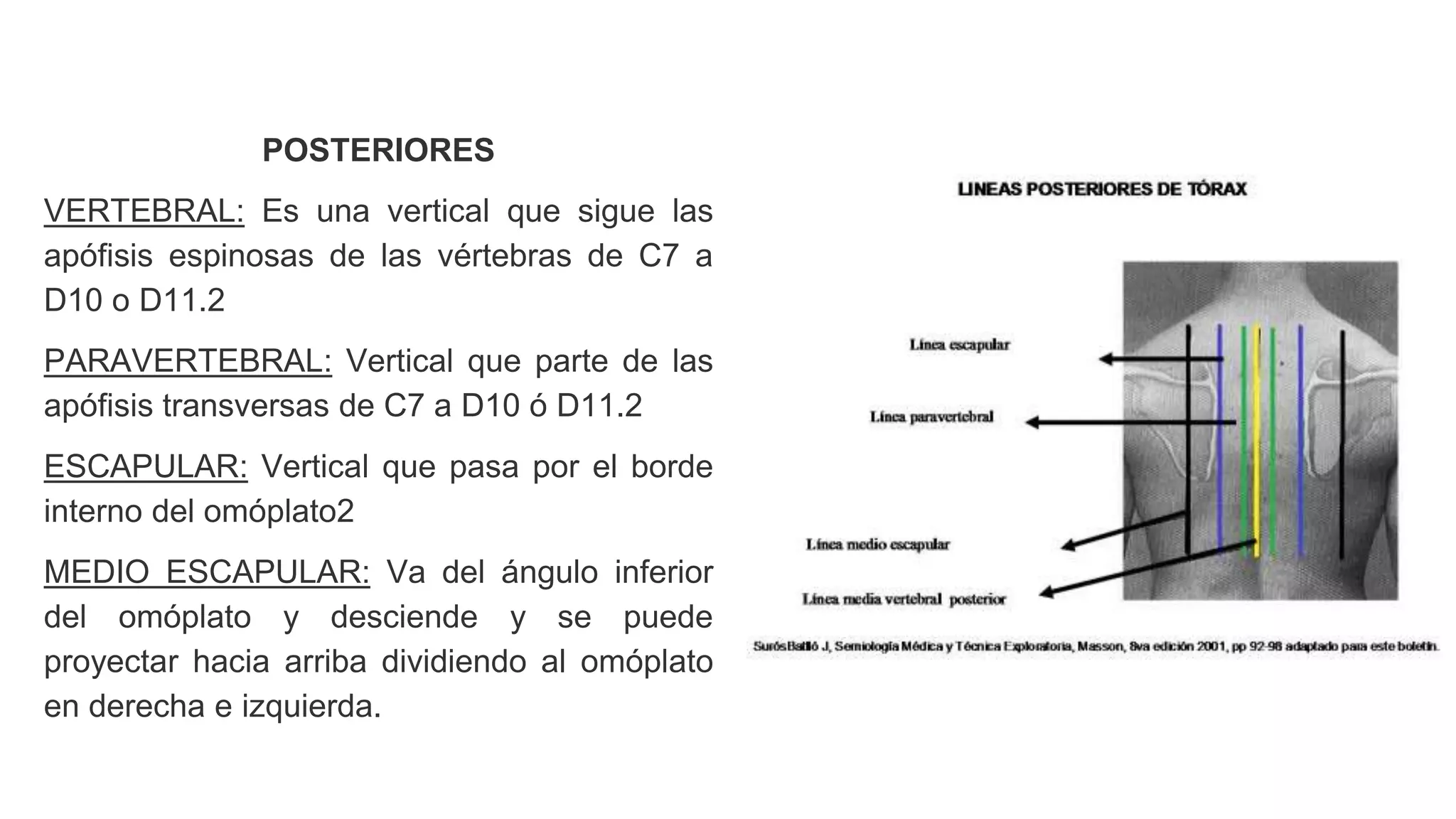 ANATOMIA DE ESPACIO INTERCOSTAL Y MEDICIÓN DE PULSO ARTERIAL | PPTX ...