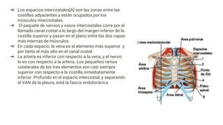 ANATOMIA DE ESPACIO INTERCOSTAL Y MEDICIÓN DE PULSO ARTERIAL | PPTX