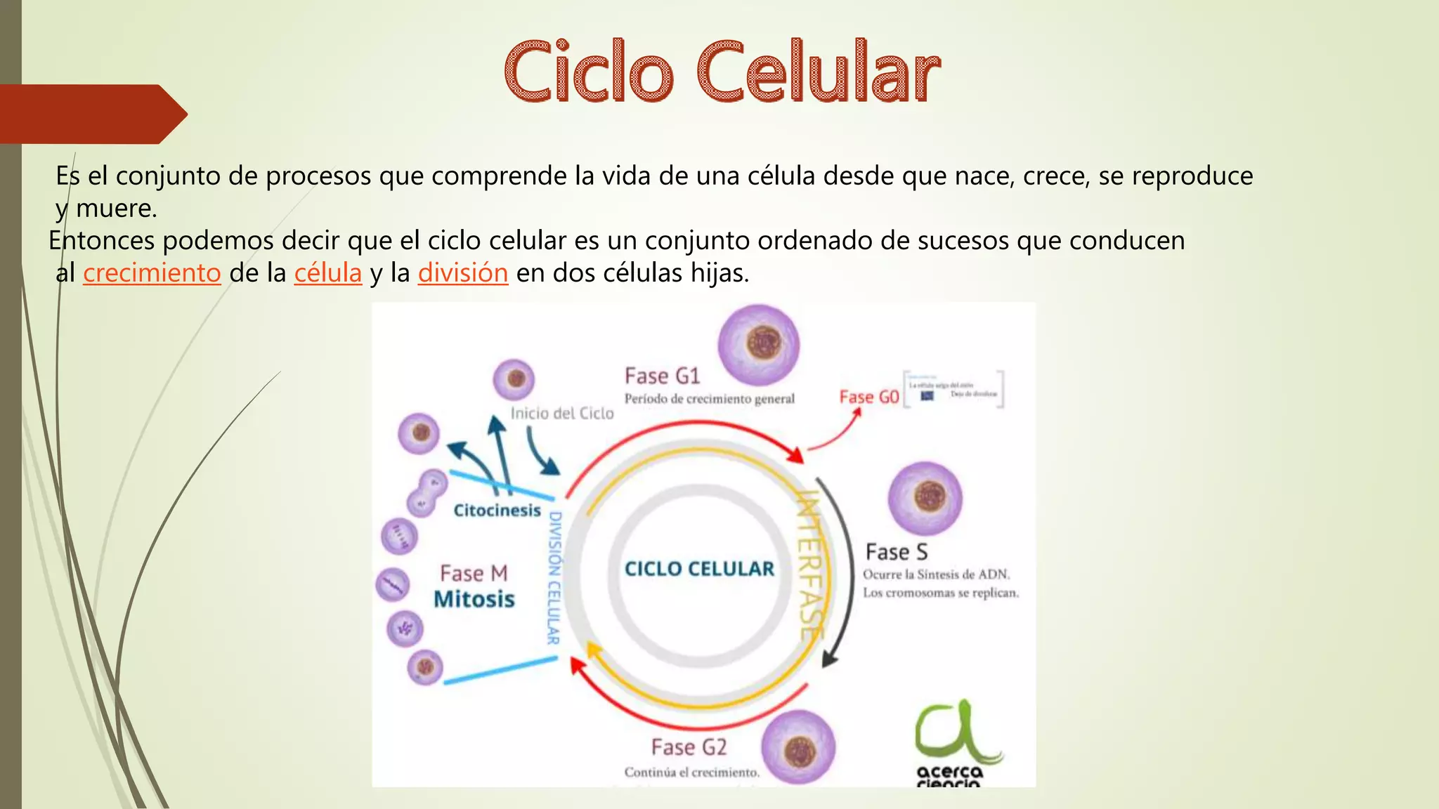 Ciclo celular: Mitosis | PPTX