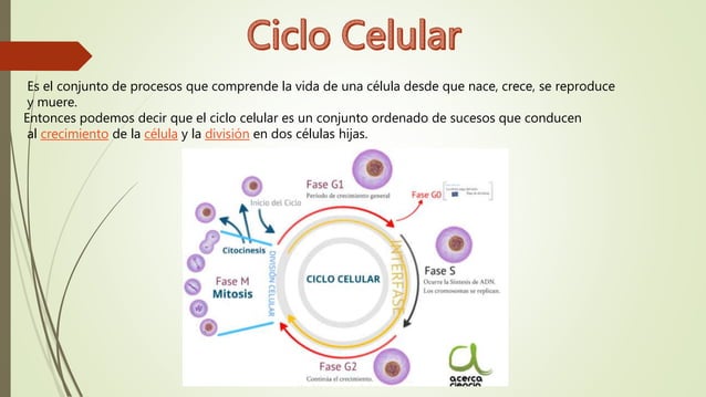 Ciclo celular: Mitosis | PPTX