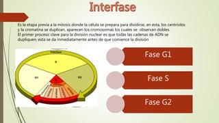 Ciclo celular: Mitosis | PPTX