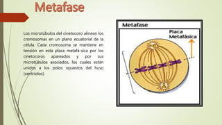 Ciclo celular: Mitosis | PPTX