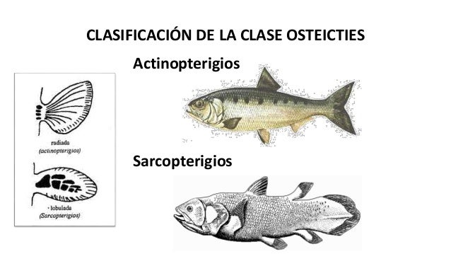Diapos peces oseos