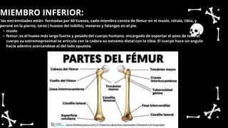 Diapositivas de anatomía - esqueleto apn | PPTX