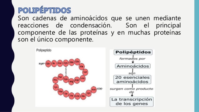 Proteínas y Polipéptidos por: Lisseth Loja
