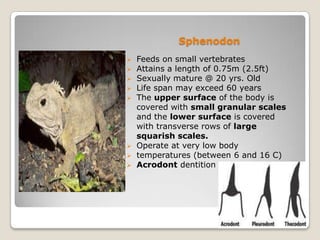Diapsids | PPTX