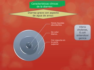 fisiopatologia de la diarrea | PPTX
