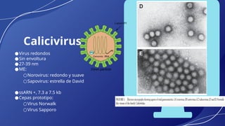 DIARREA AGENTES VIRALES: CALICIVIRUS, NOROVIRUS, SAPOVIRUS, ADENOVIRUS ...