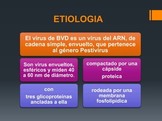 Diarrea viral bovina | PPTX