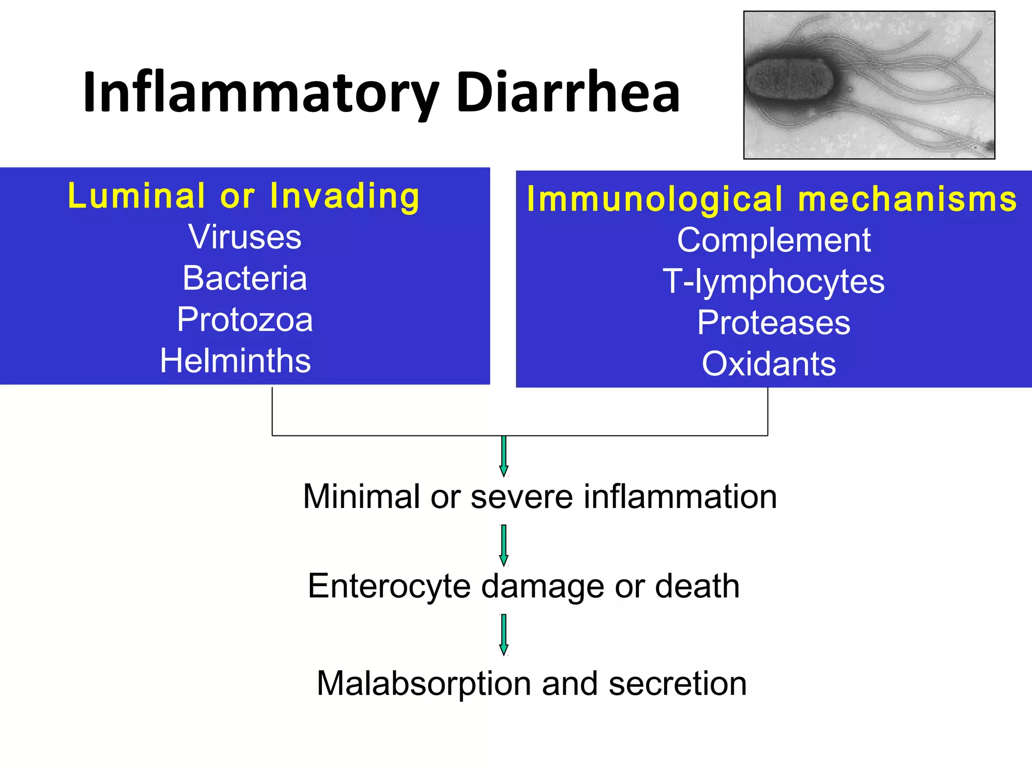 Diarrhea & Enterocolitis | PPT