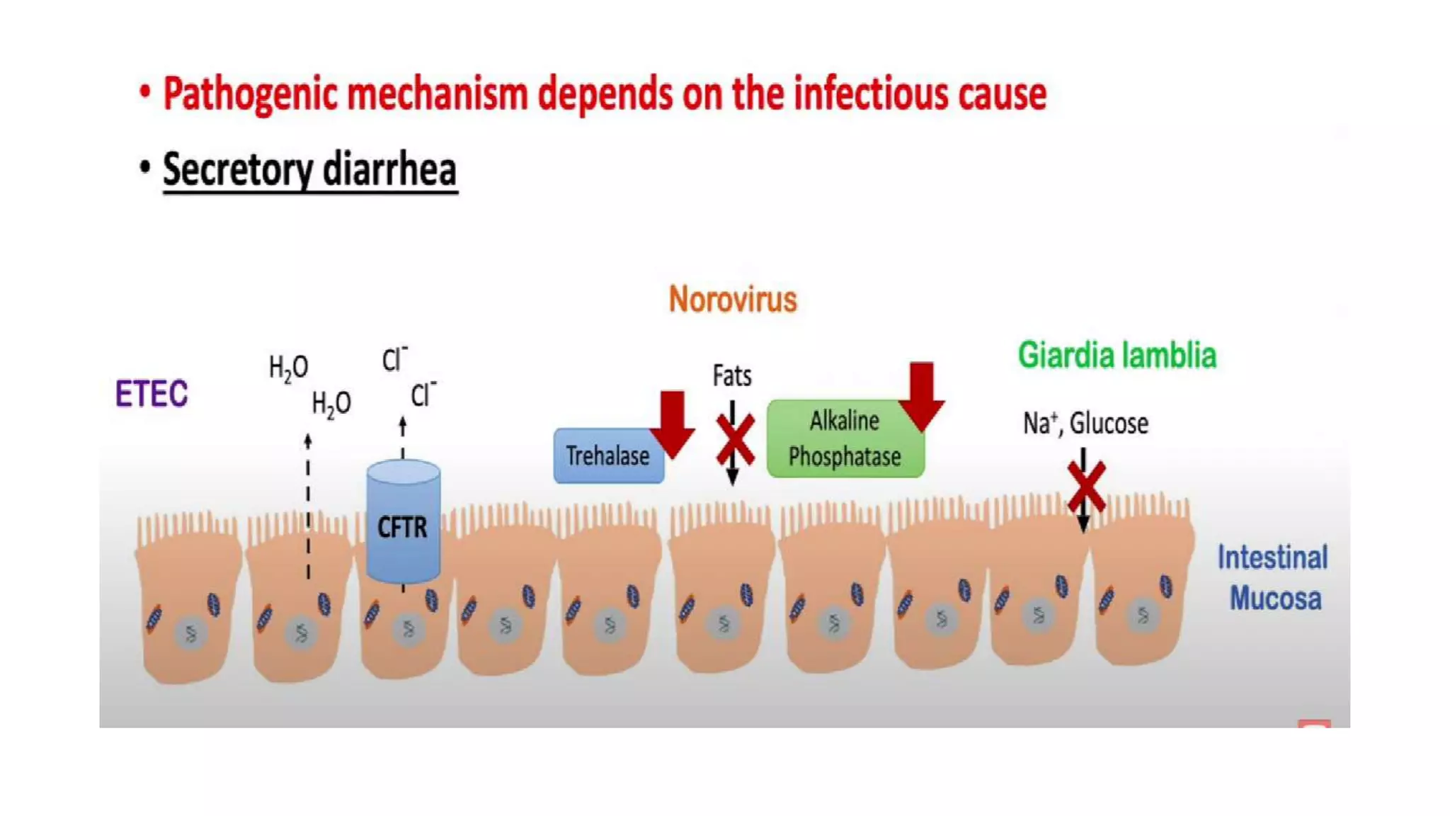 diarrhea etio-pathogenesis.pptx