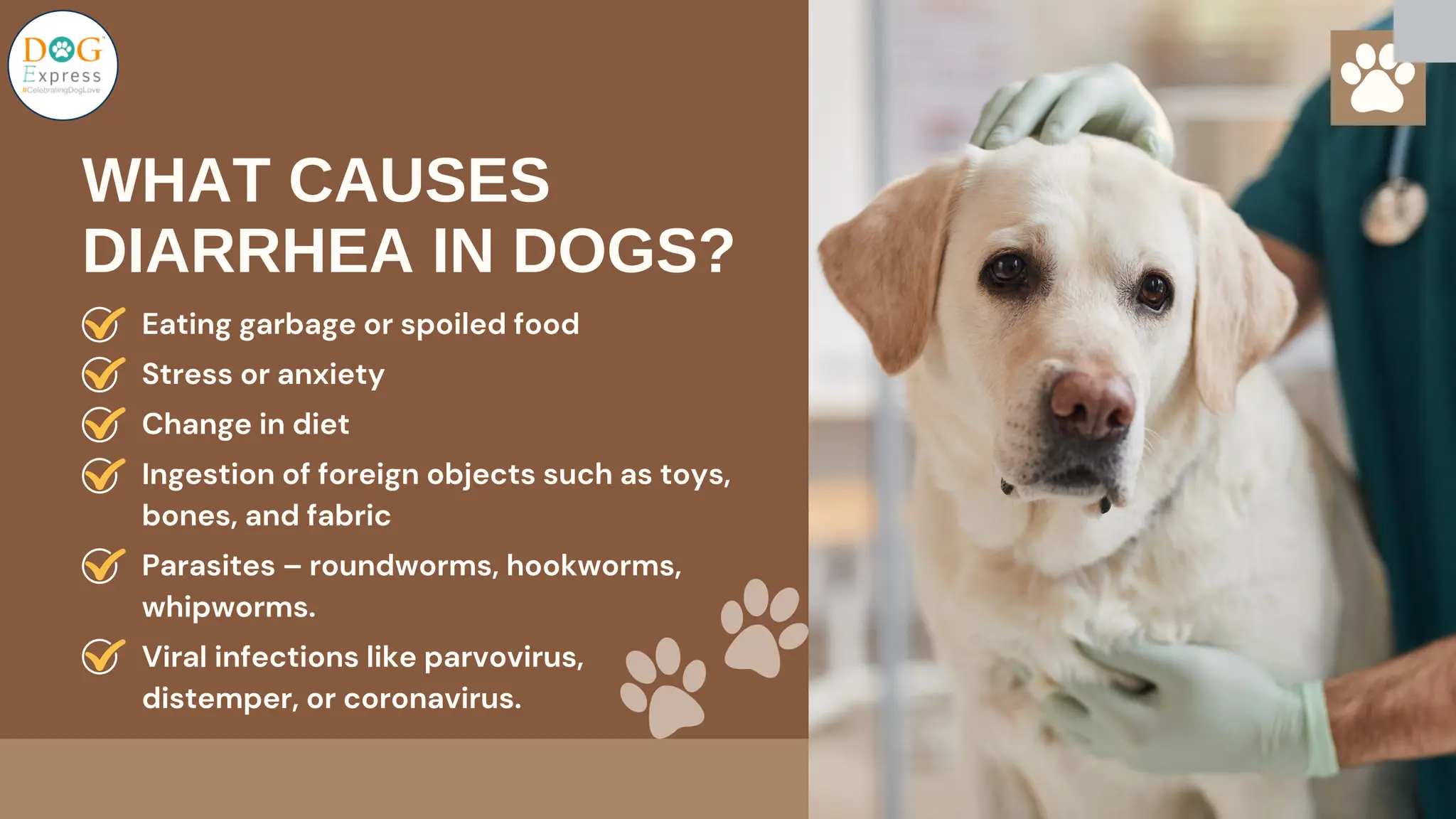 Diarrhea in Dogs What You Can Do to Help.pdf