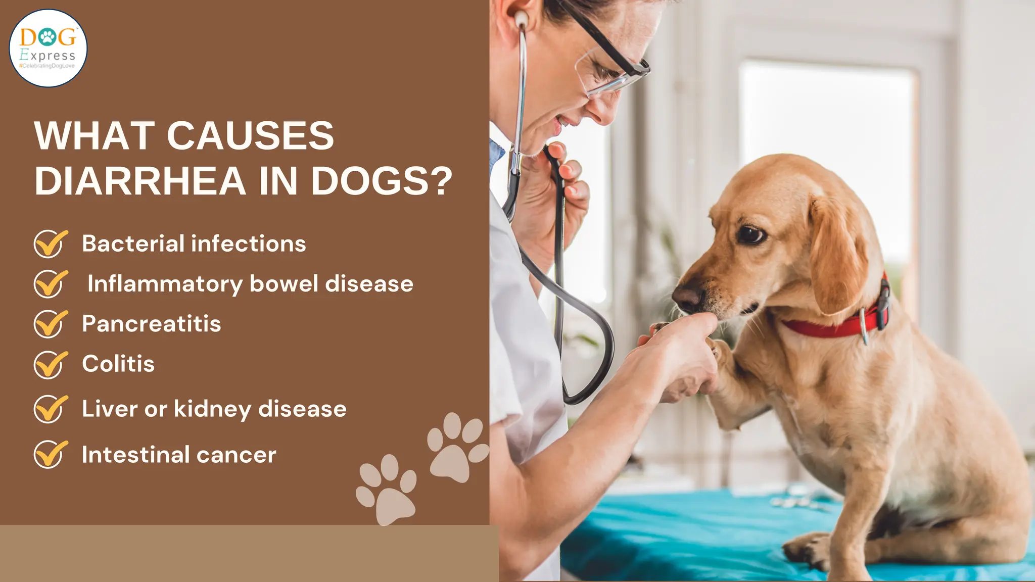 Diarrhea in Dogs What You Can Do to Help.pdf