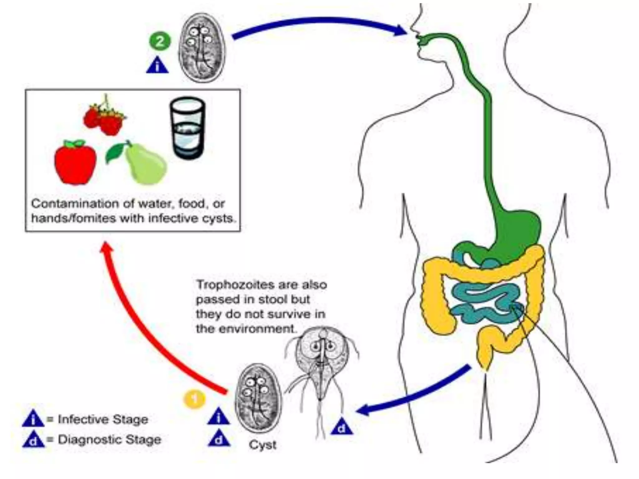 Diarrhoea | PPTX