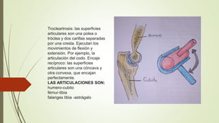 diartrosis.pptx