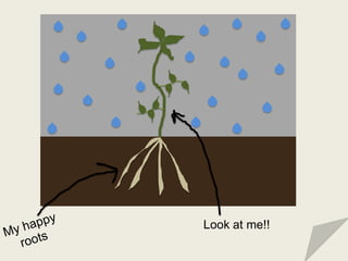 Diary of a seed | PPTX