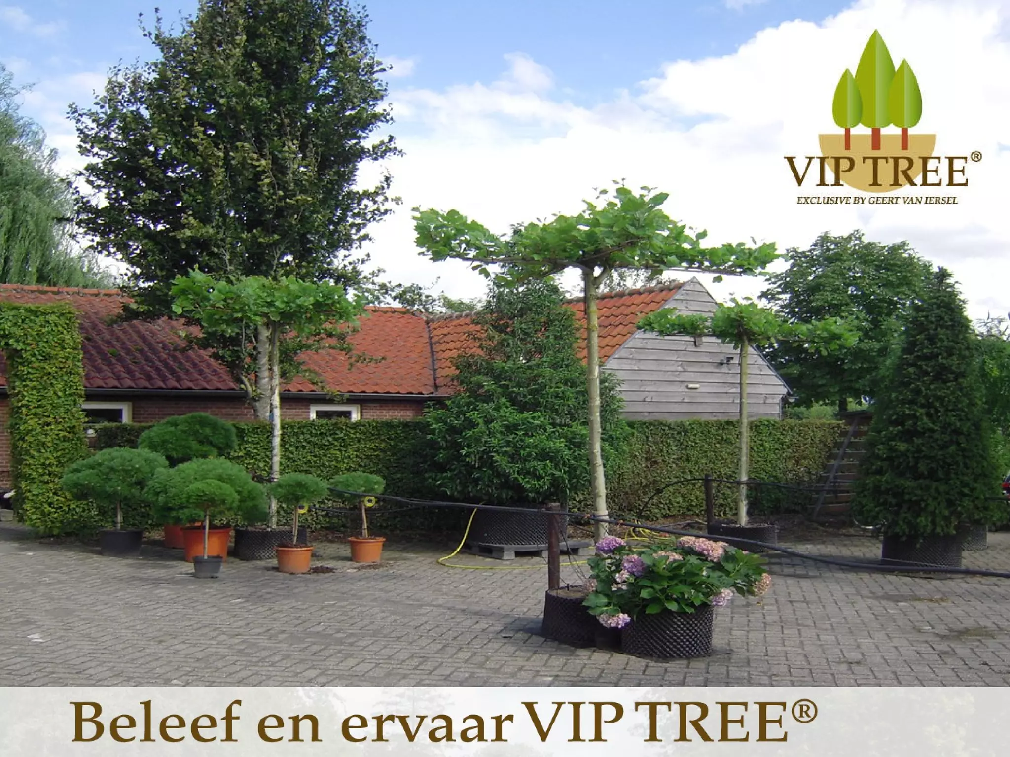 VIP TREE | PPT