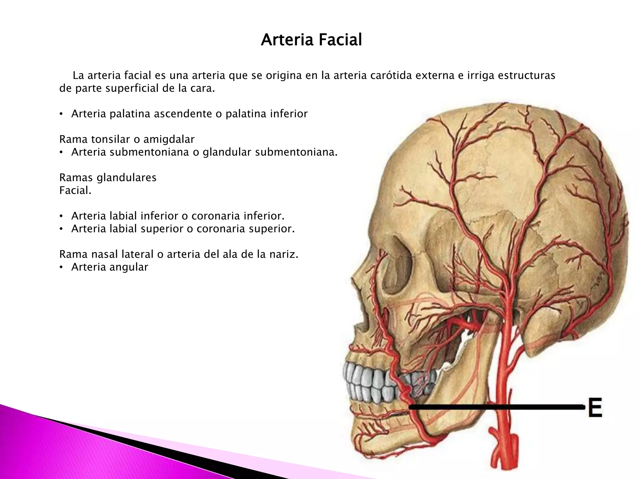 musculos de la cara, nervio y arteria facial | PPT