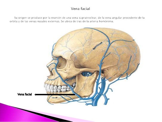musculos de la cara, nervio y arteria facial