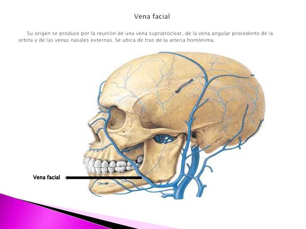 musculos de la cara, nervio y arteria facial