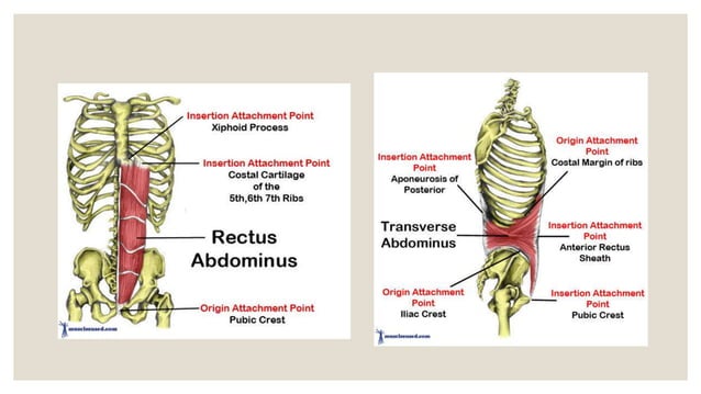 Diastasis recti.pptx | Medical Health