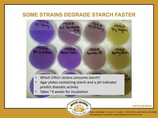 Preventing and Controlling Diastaticus Yeast | PPTX