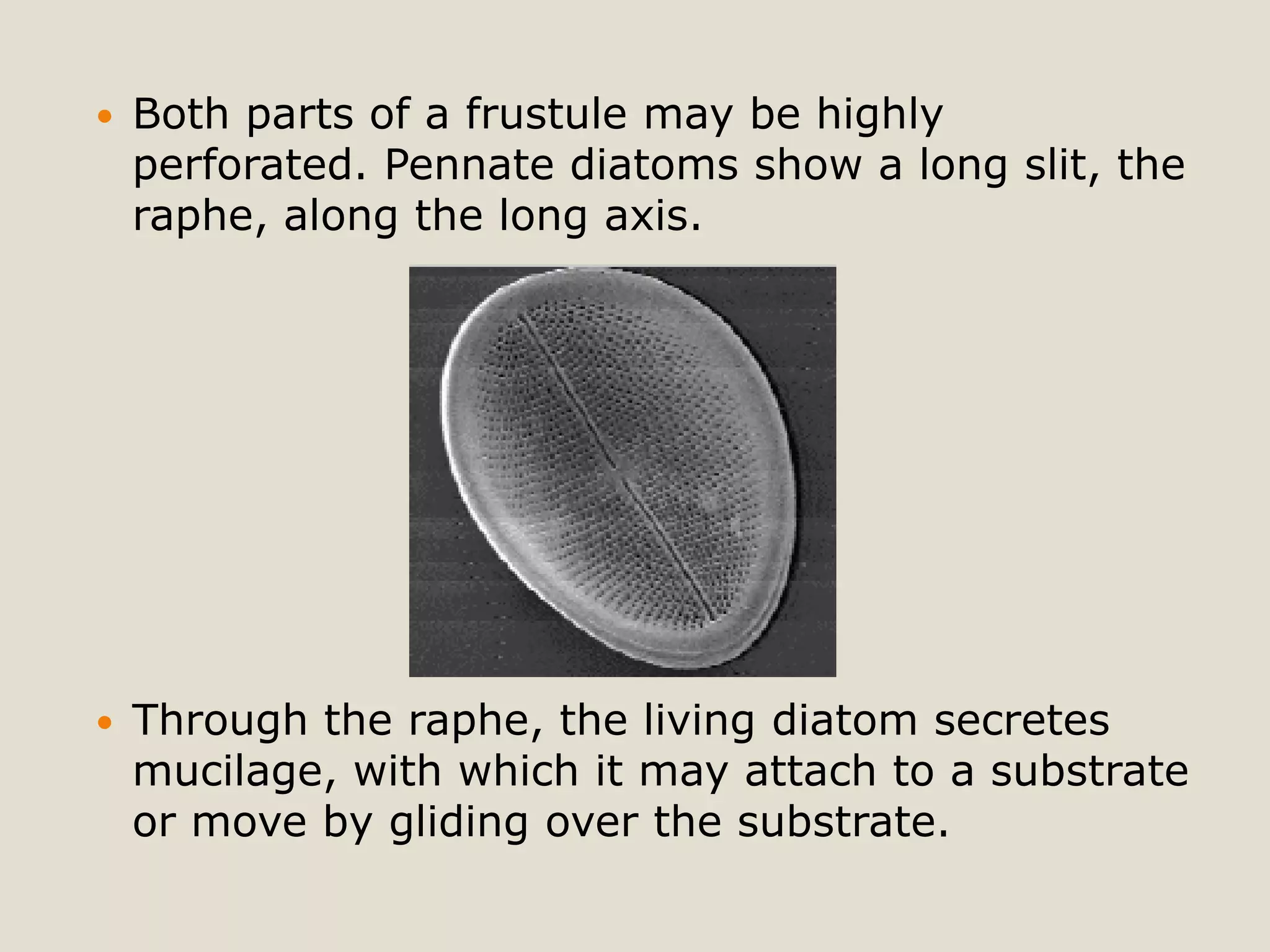 Diatom - Overview | PDF
