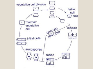 Diatom - Overview | PDF