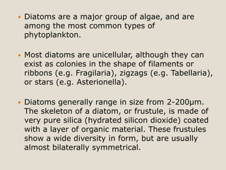 Diatom - Overview | PDF