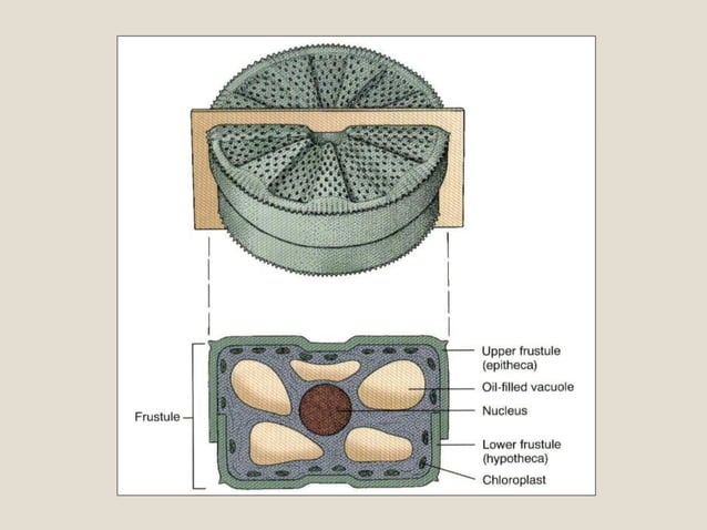 Diatom - Overview | PDF | Biological Sciences | Science