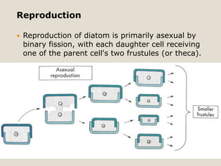 Diatom - Overview | PDF