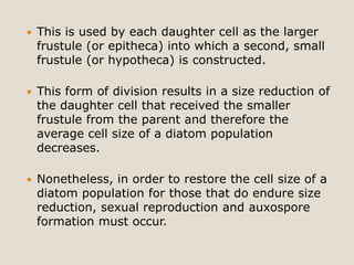 Diatom - Overview | PDF