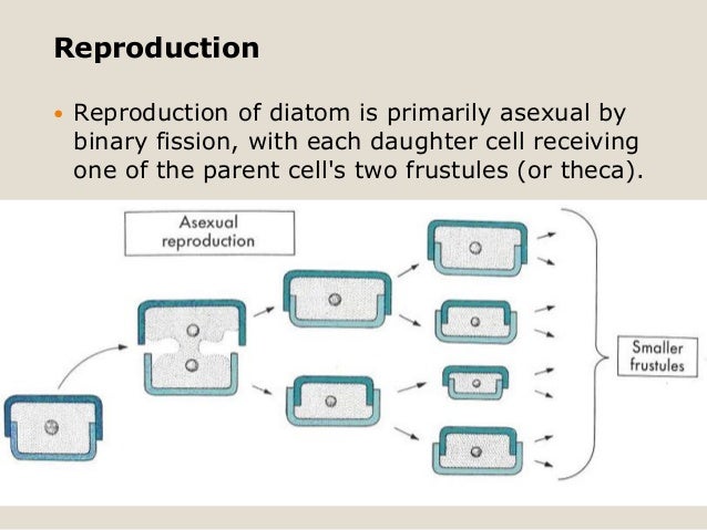 Diatom - Overview