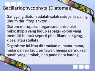 alga diatomae | PPTX