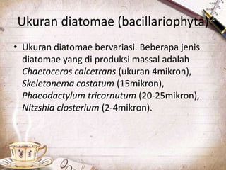 alga diatomae | PPTX