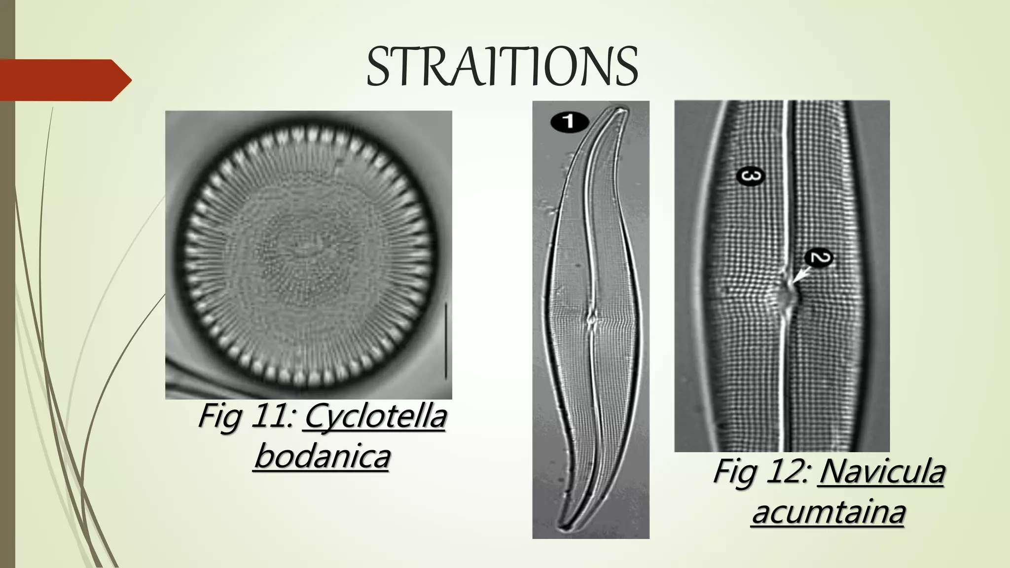 Diatoms | PPTX