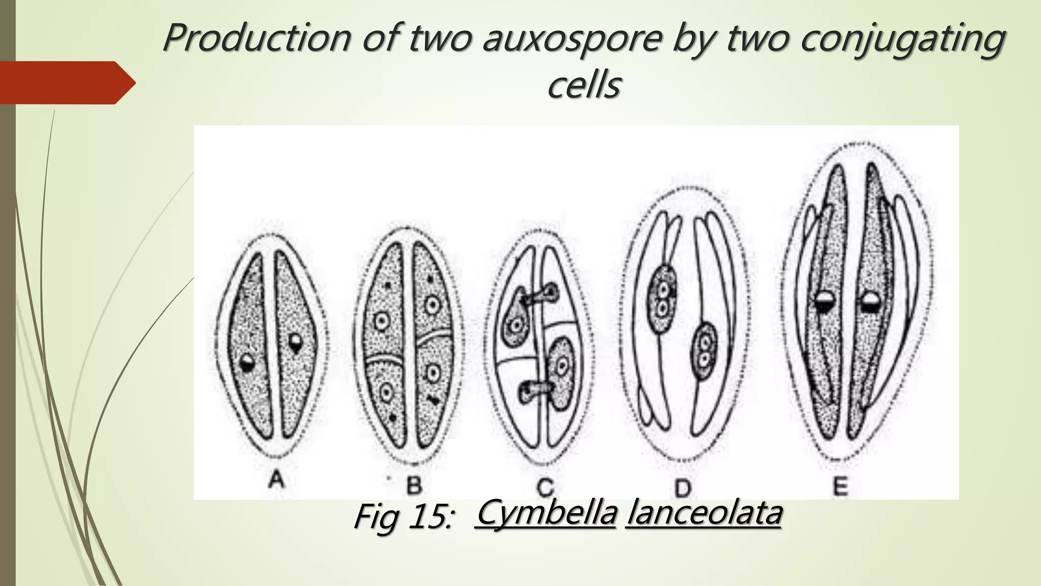 Diatoms | PPTX