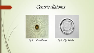 Diatoms | PPTX
