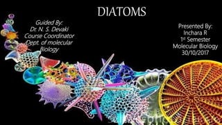 Diatoms Slide
